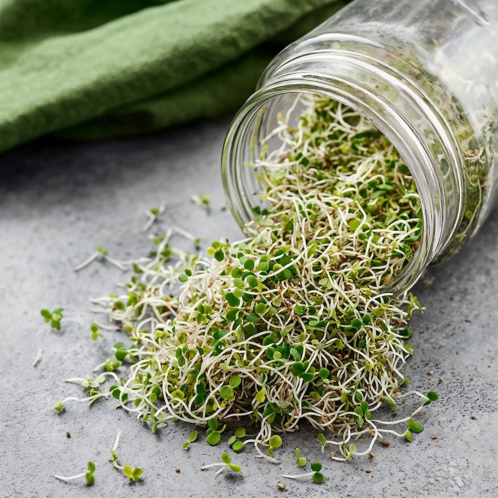 The 5 Best Sprouting Seeds and Why They're Good for You – Seedboy
